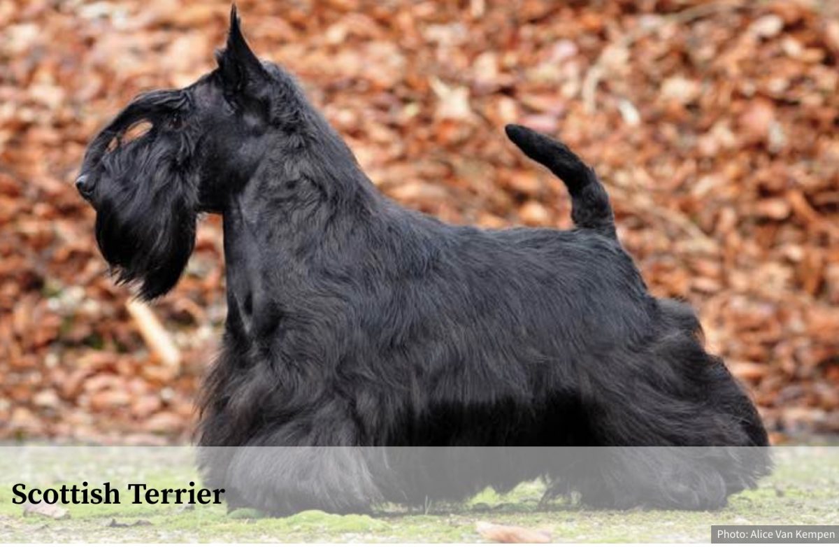 CKC Scottish Terrier Breed Standard
